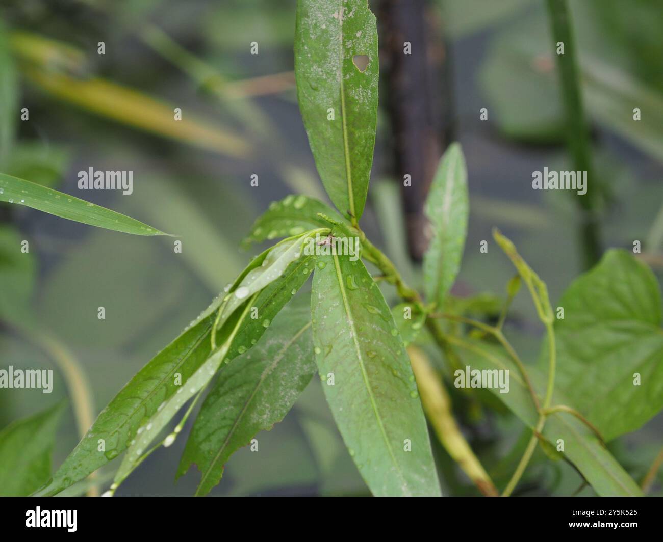 Dotted Smartweed (Persicaria punctata) Plantae Stock Photo - Alamy