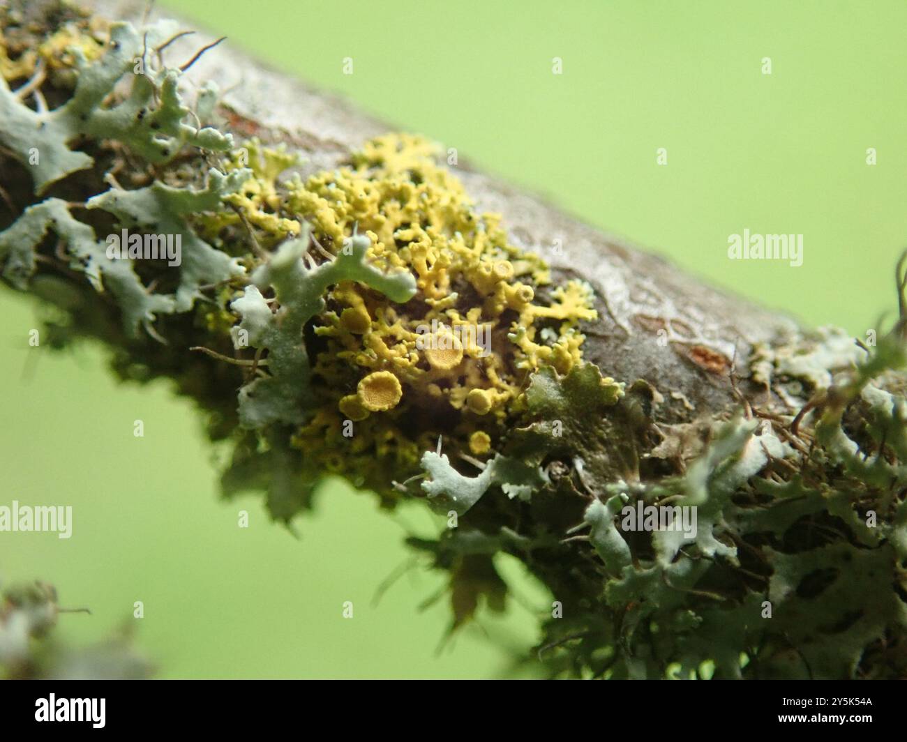 Pin-cushion Sunburst Lichen (Polycauliona polycarpa) Fungi Stock Photo ...