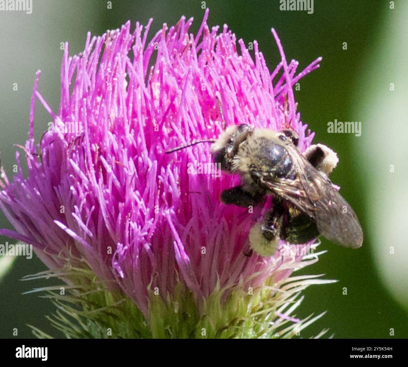 Eastern Thistle Longhorn Bee (Melissodes desponsus) Insecta Stock Photo ...