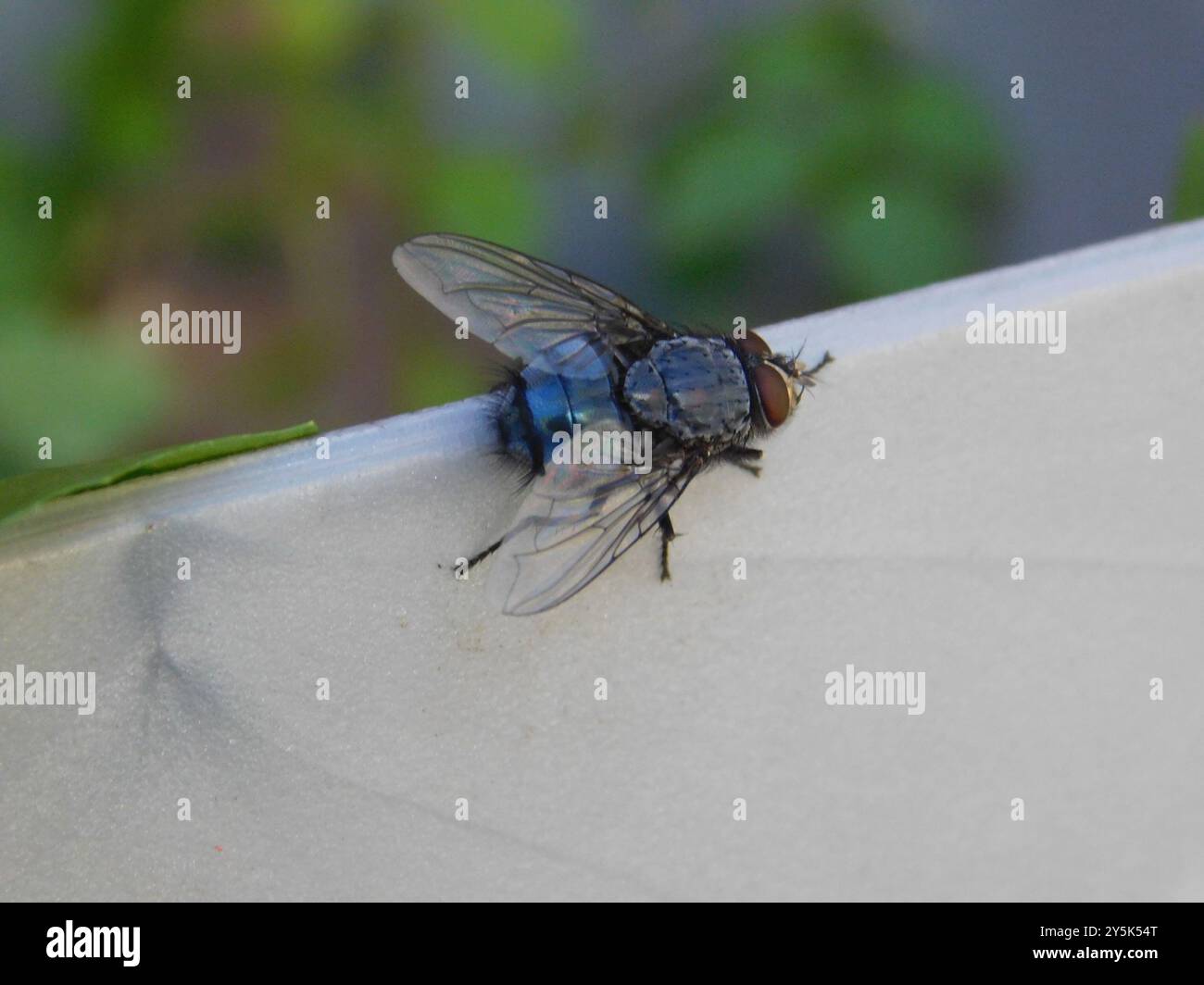 Bluebottle Flies (Calliphora) Insecta Stock Photo - Alamy
