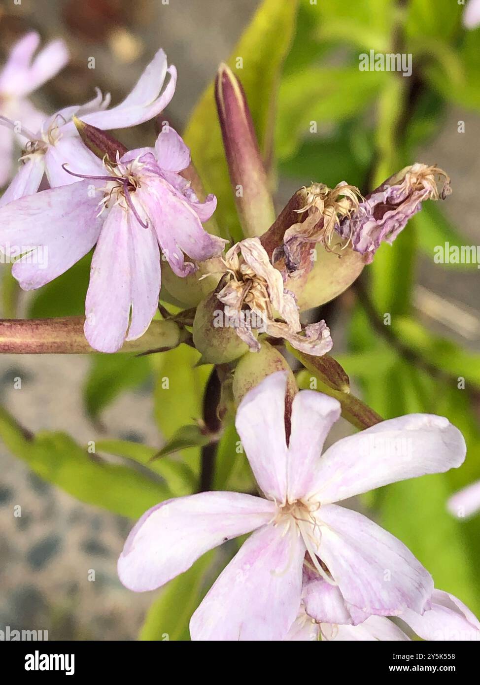 common soapwort (Saponaria officinalis) Plantae Stock Photo - Alamy