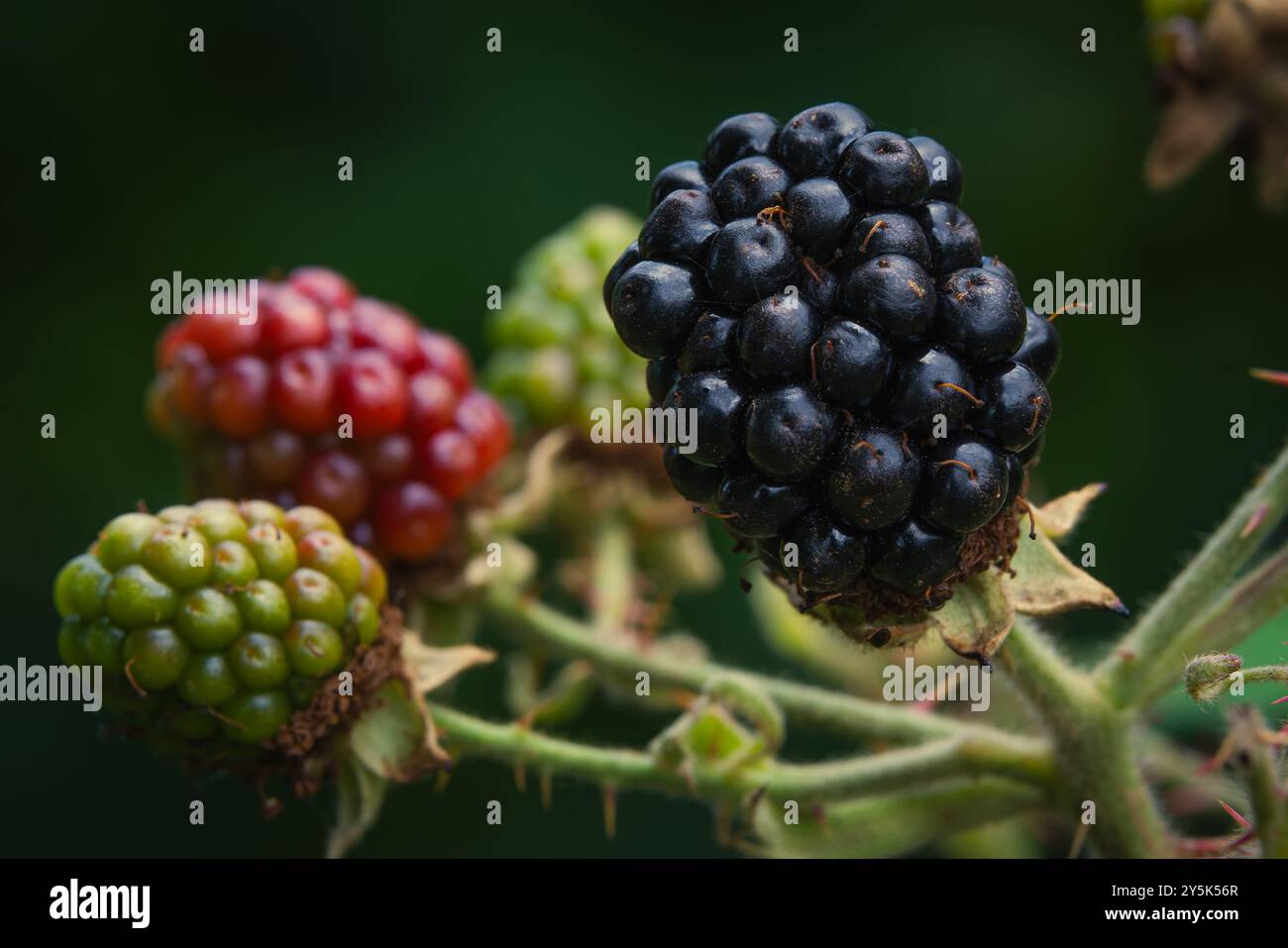 Blackberries in different stages of ripeness on one branch Stock Photo ...