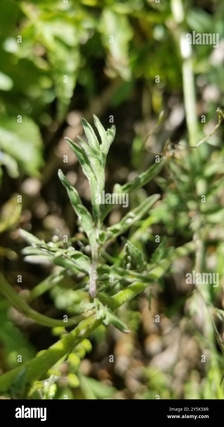 London rocket (Sisymbrium irio) Plantae Stock Photo - Alamy