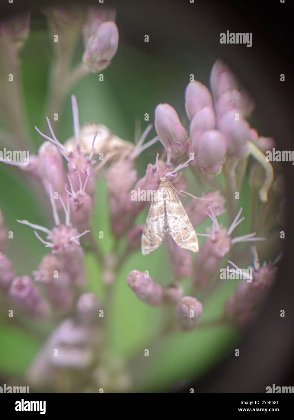 Feather-edged Petrophila (Petrophila fulicalis) Insecta Stock Photo - Alamy