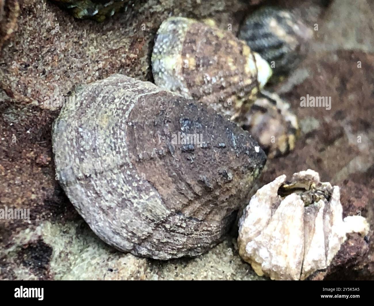 File Limpet (Lottia limatula) Mollusca Stock Photo - Alamy