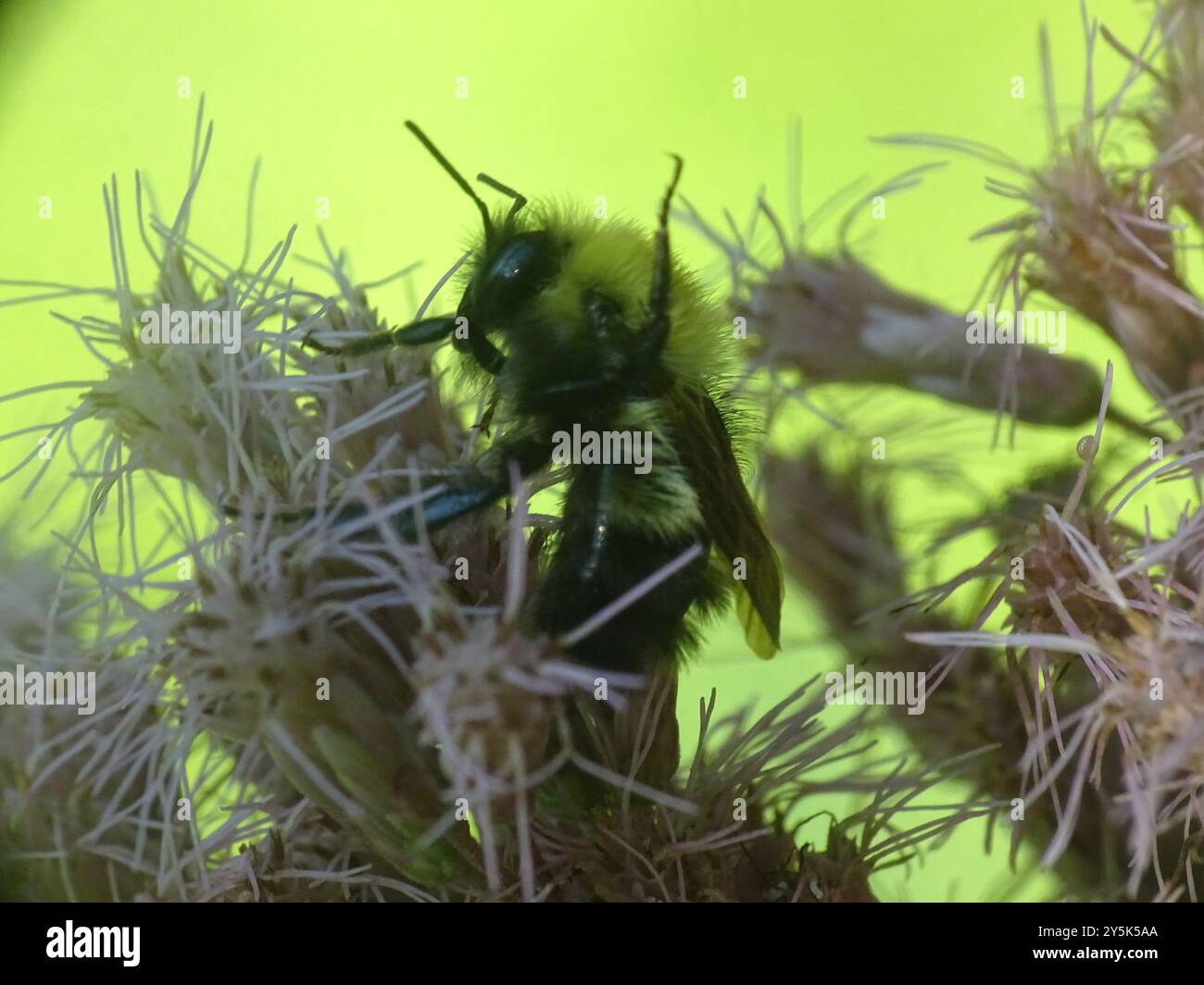 Perplexing Bumble Bee (Bombus perplexus) Insecta Stock Photo - Alamy
