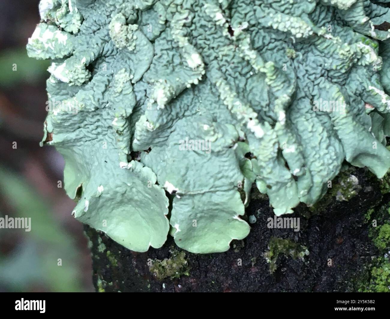 common greenshield lichen (Flavoparmelia caperata) Fungi Stock Photo ...