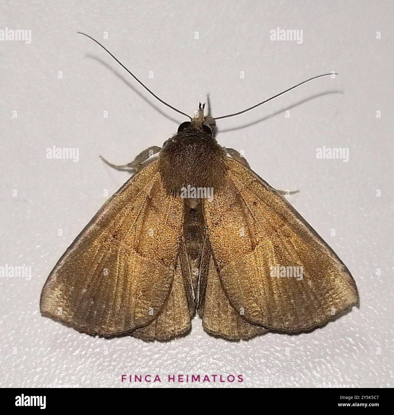 Underwing, Tiger, Tussock, and Allied Moths (Erebidae) Insecta Stock ...