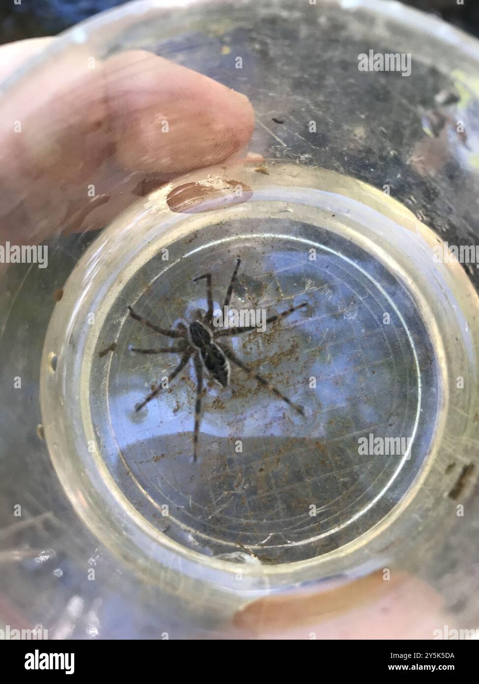 Striped Fishing Spider (Dolomedes scriptus) Arachnida Stock Photo - Alamy