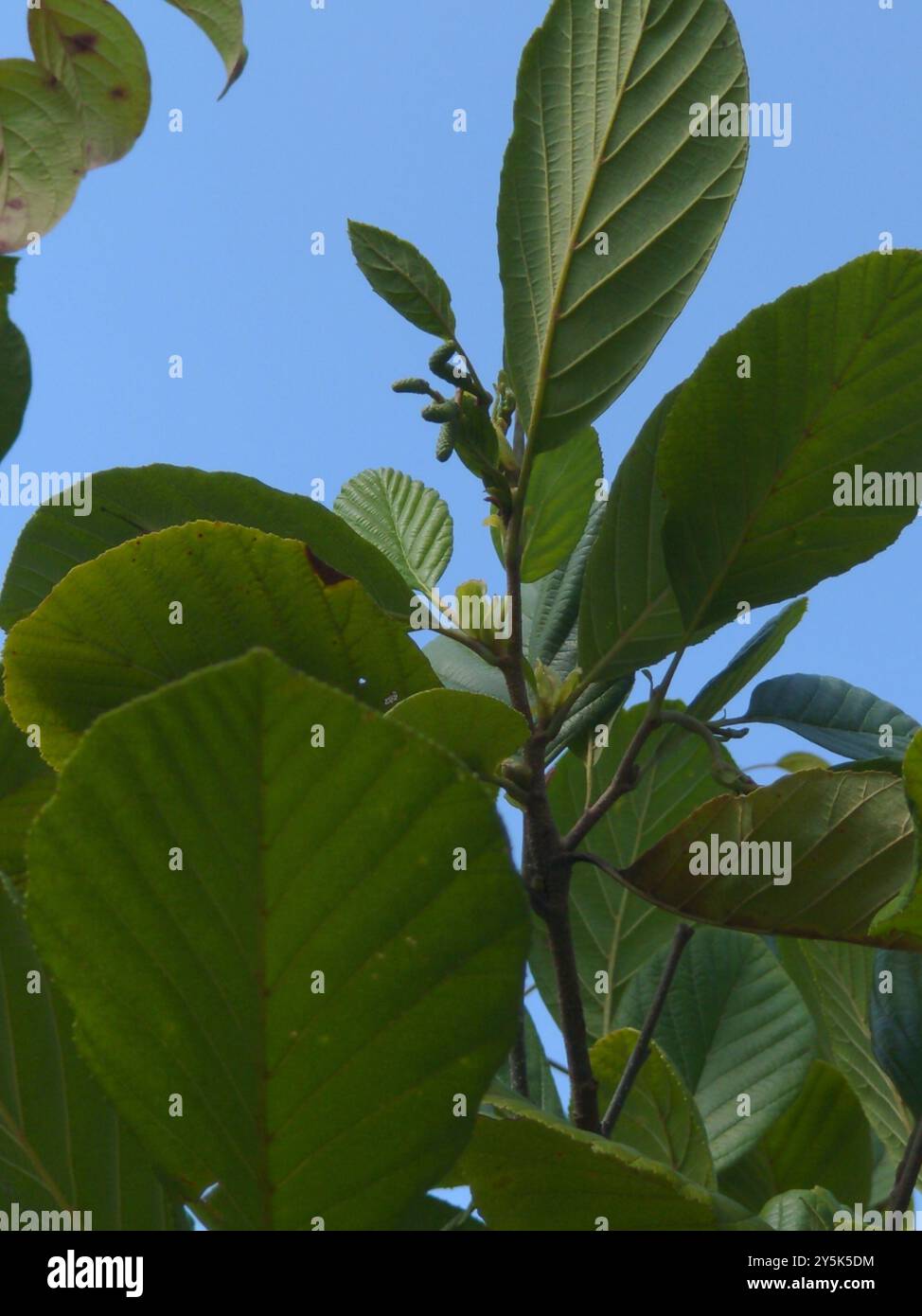 smooth alder (Alnus serrulata) Plantae Stock Photo - Alamy