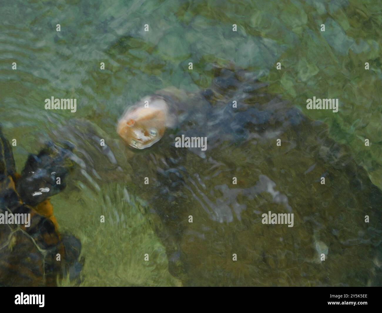 Florida Softshell Turtle (Apalone ferox) Reptilia Stock Photo - Alamy
