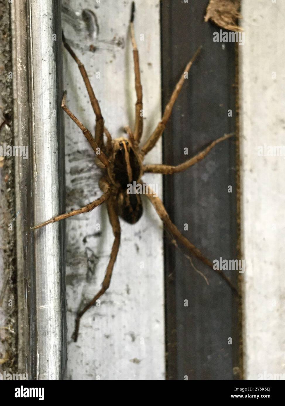 Wetland Giant Wolf Spider (Tigrosa helluo) Arachnida Stock Photo - Alamy