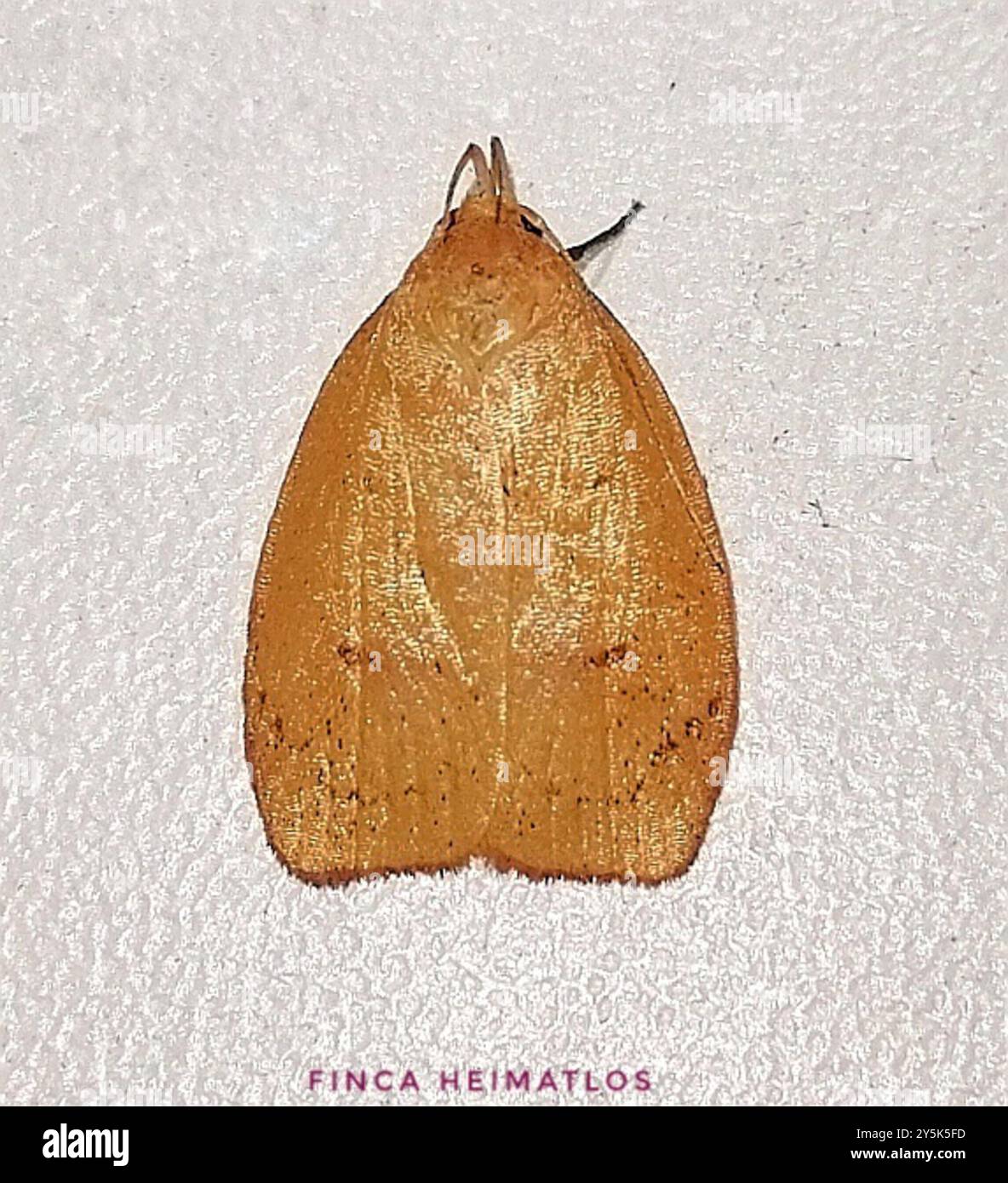 Stenomatinae hi-res stock photography and images - Alamy