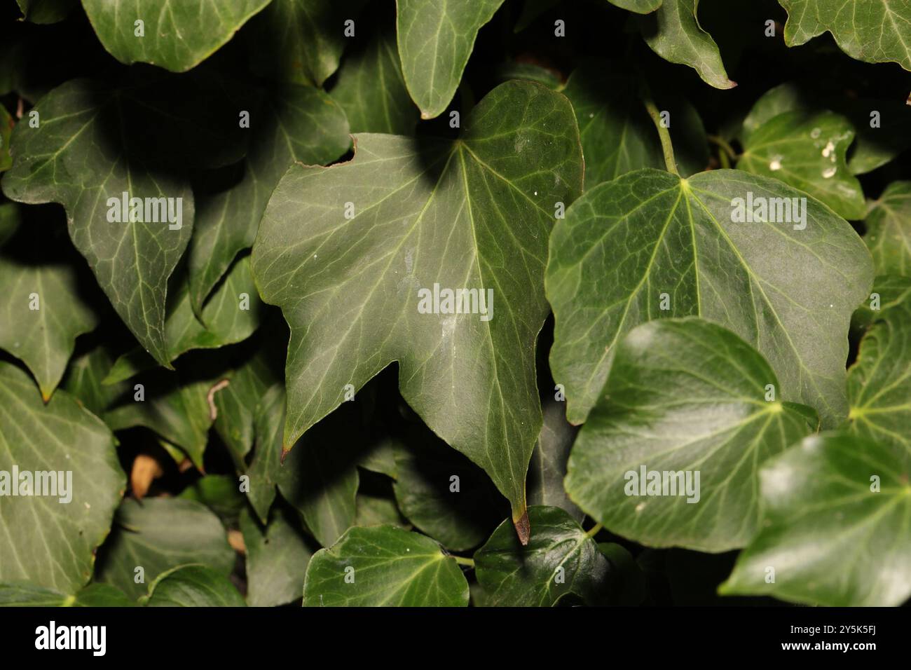 common ivy (Hedera helix) Plantae Stock Photo - Alamy