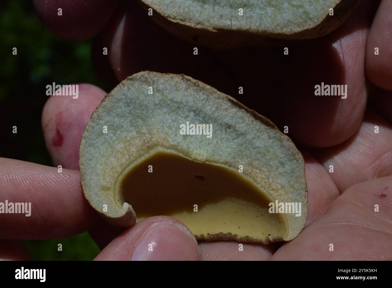 Bitter Beech Bolete (Caloboletus calopus) Fungi Stock Photo - Alamy