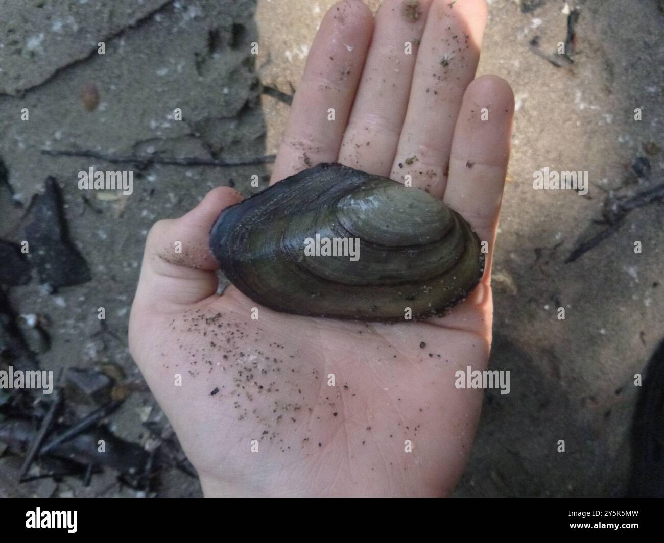 Anodonta anatina hi-res stock photography and images - Alamy