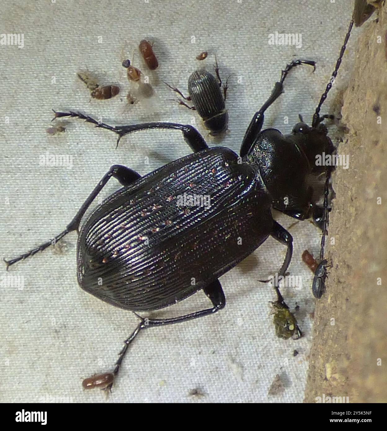 Black Caterpillar Hunter (Calosoma sayi) Insecta Stock Photo - Alamy