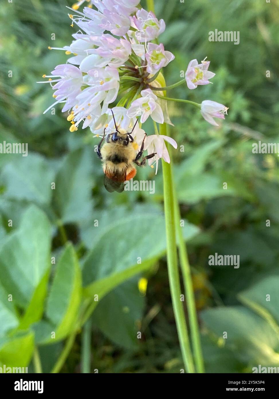 Hunt's Bumble Bee (Bombus huntii) Insecta Stock Photo - Alamy