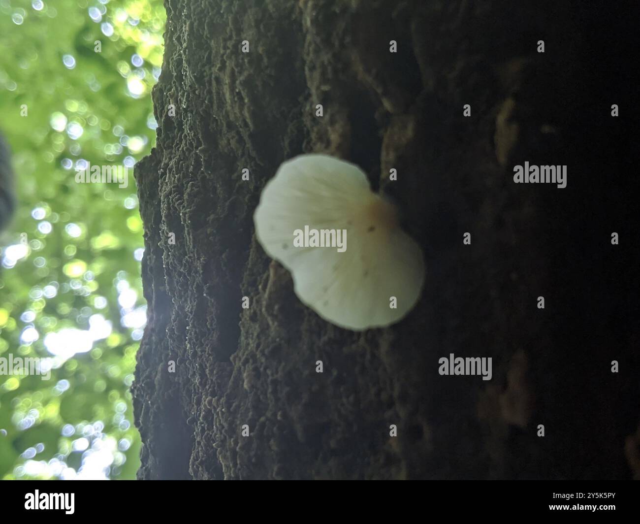 (Hohenbuehelia angustata) Fungi Stock Photo - Alamy