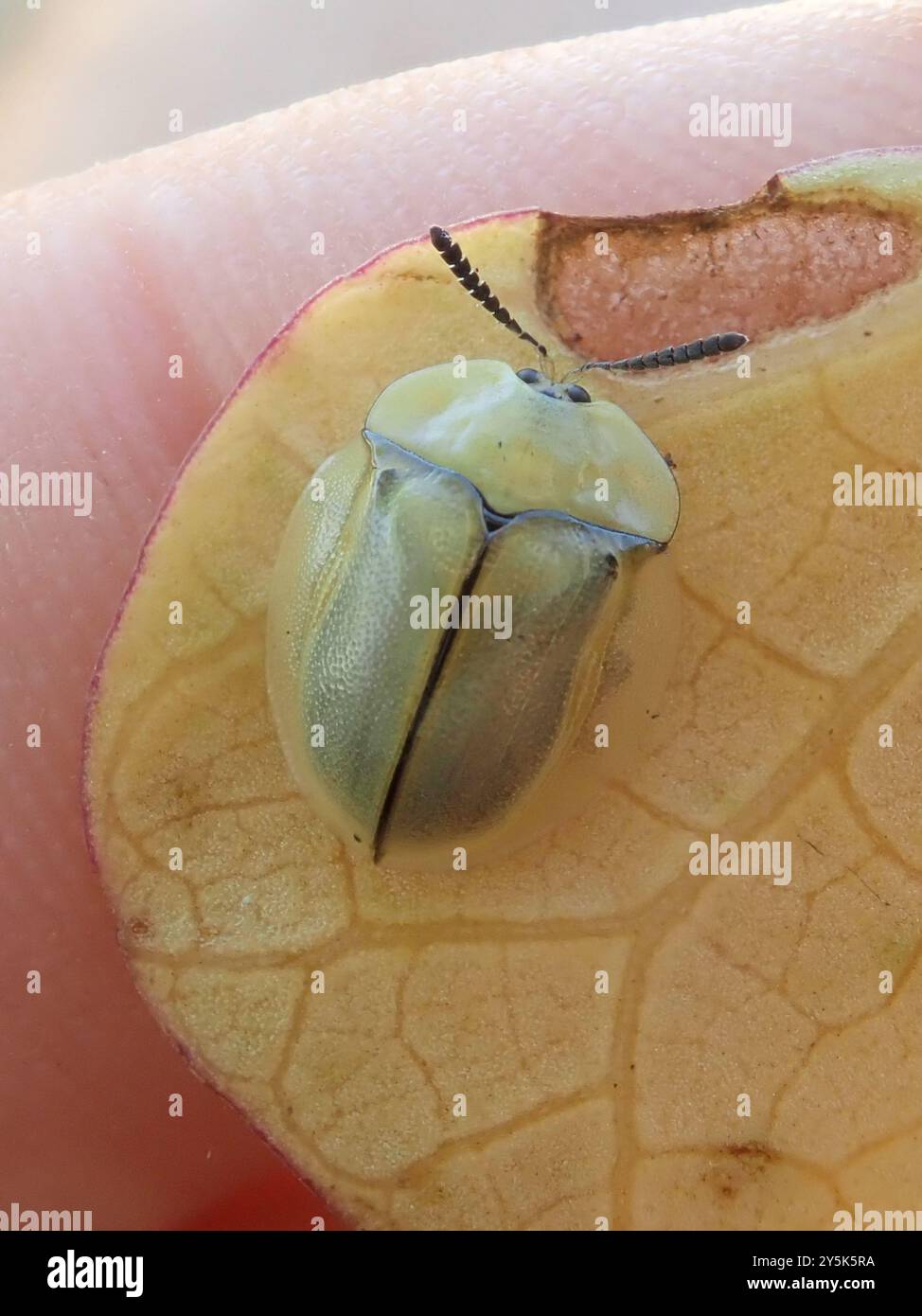 (Stolas schaumi) Insecta Stock Photo - Alamy