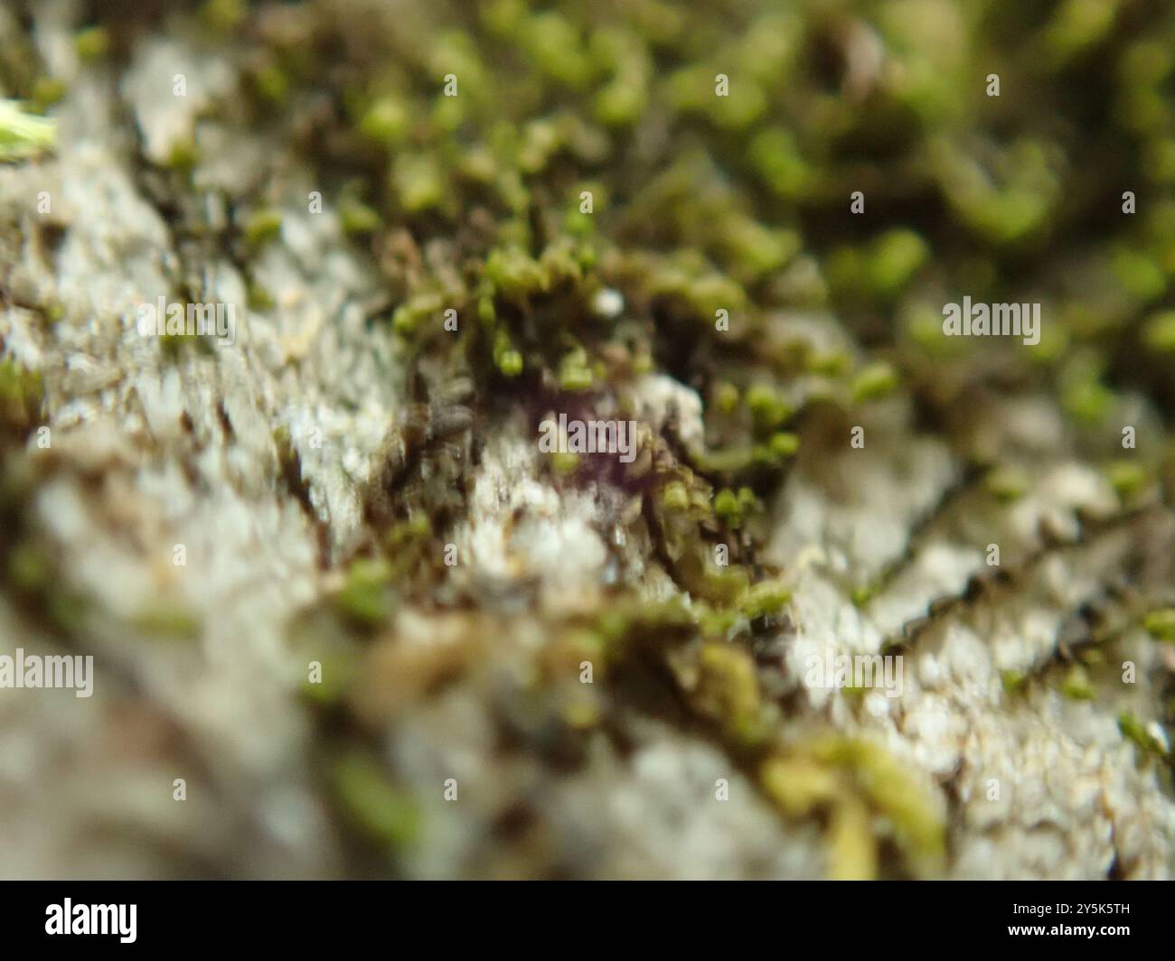 leafy and simple thalloid liverworts (Jungermanniopsida) Plantae Stock ...
