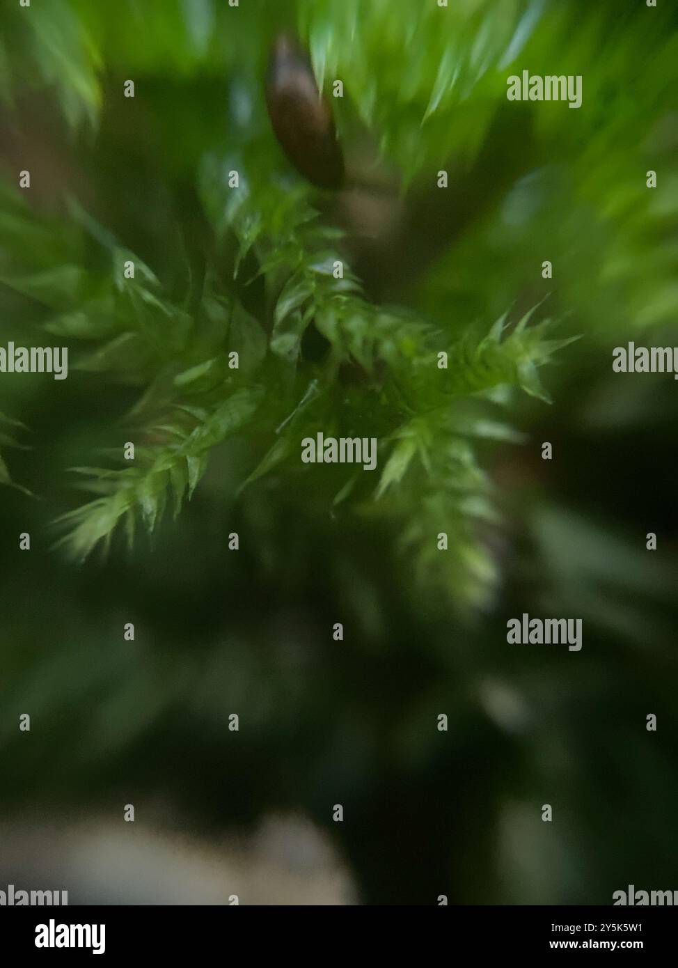 Palm-tree Moss (Plagiomnium undulatum) Plantae Stock Photo - Alamy