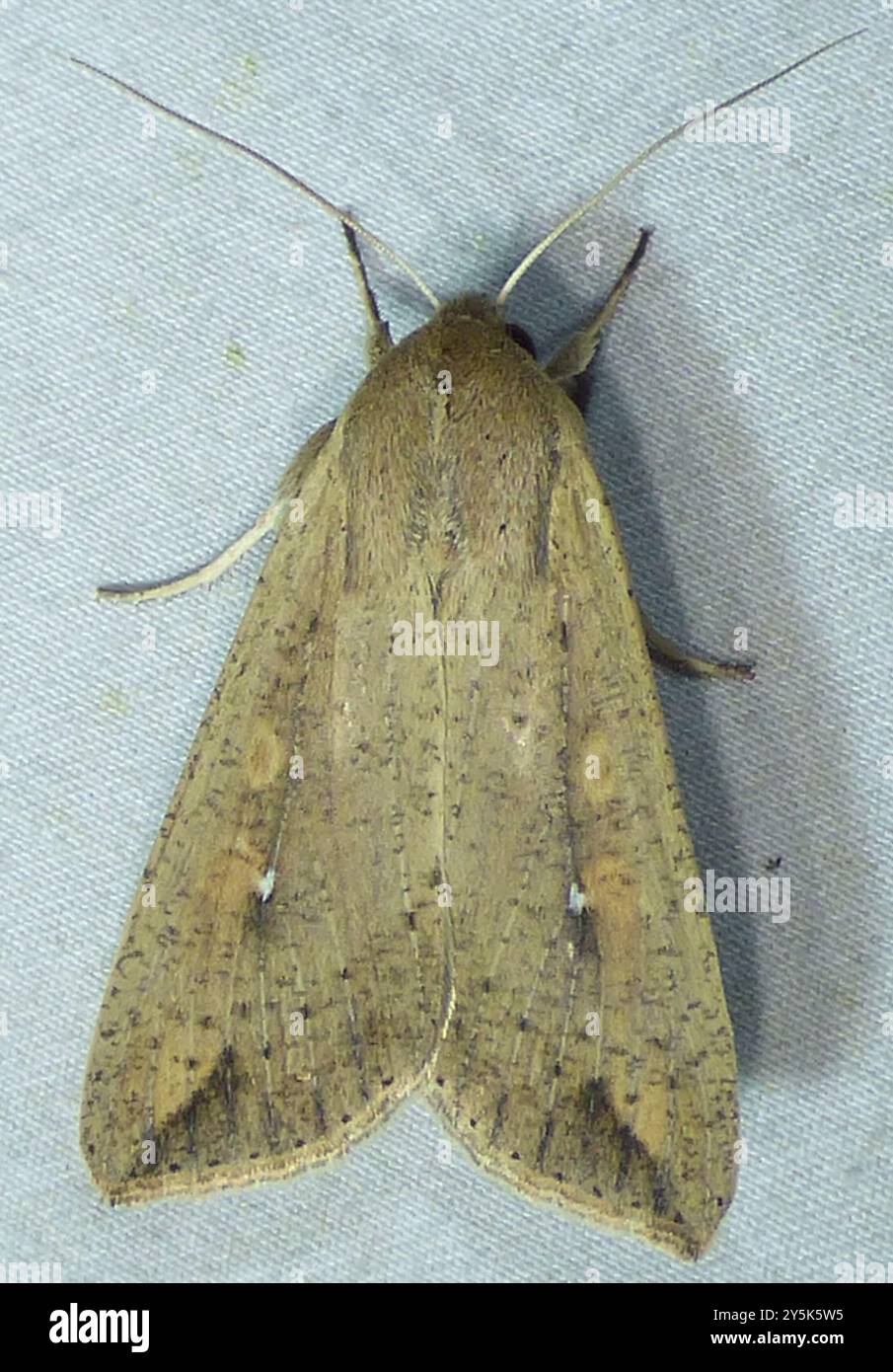 White-speck Moth (Mythimna unipuncta) Insecta Stock Photo - Alamy