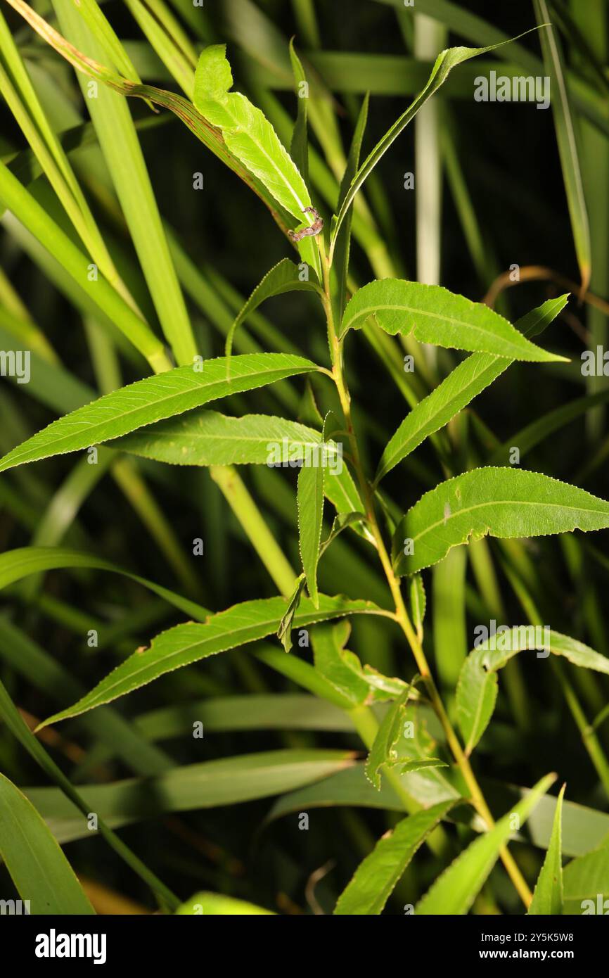 hybrid crack willow (Salix × fragilis) Plantae Stock Photo - Alamy