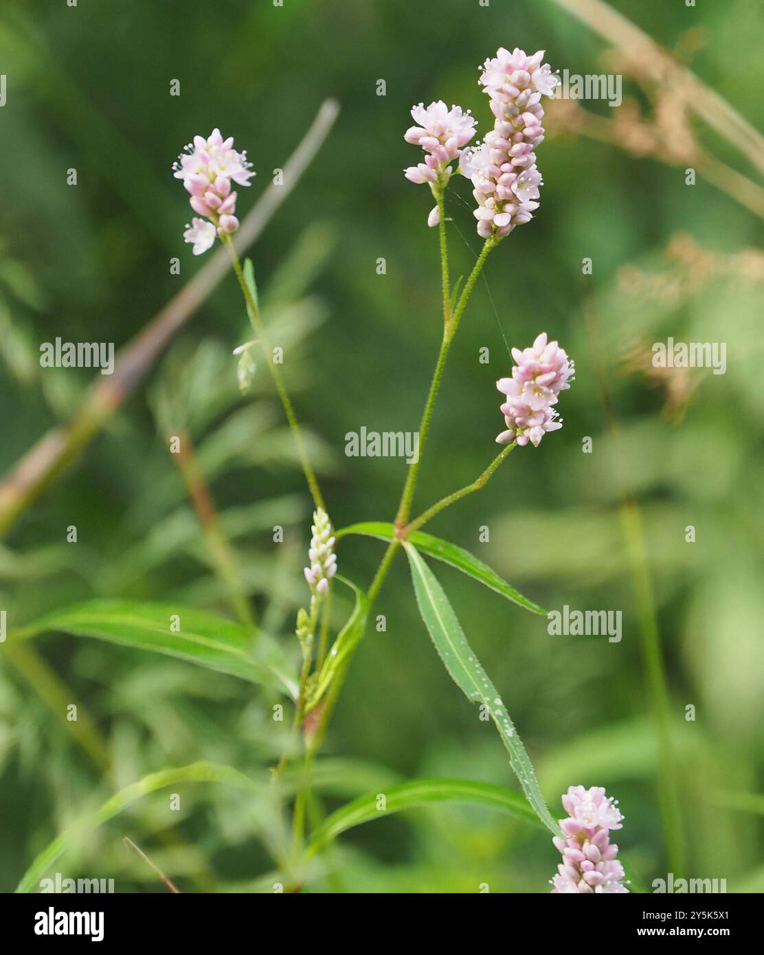 swamp smartweed (Persicaria hydropiperoides) Plantae Stock Photo - Alamy