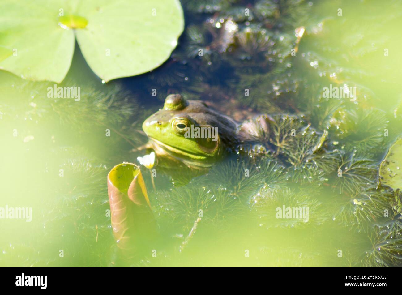 American Bullfrog (Lithobates catesbeianus) Amphibia Stock Photo - Alamy