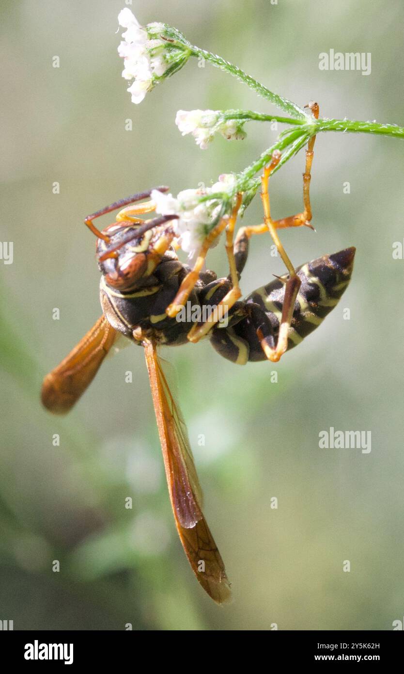 Northern Paper Wasp (Polistes fuscatus) Insecta Stock Photo - Alamy
