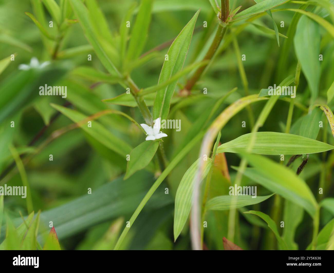 buttonweed (Diodia virginiana) Plantae Stock Photo - Alamy