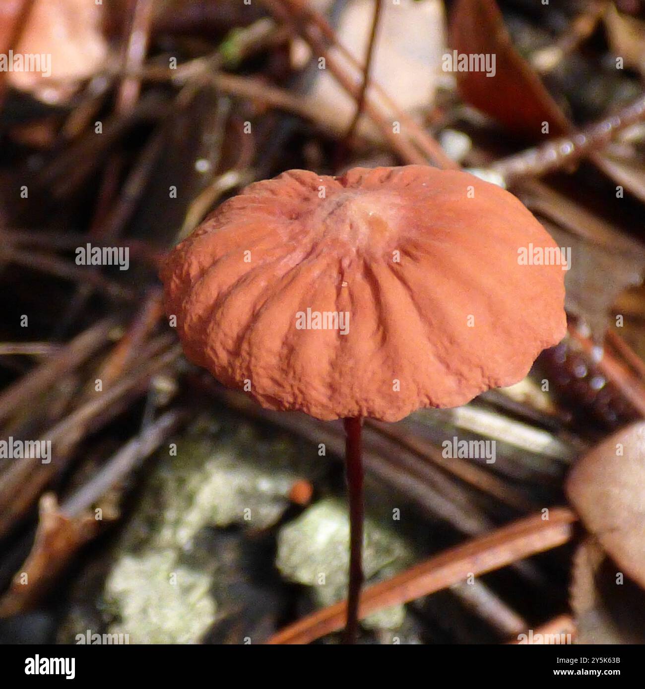 Orange Pinwheel (Marasmius siccus) Fungi Stock Photo - Alamy