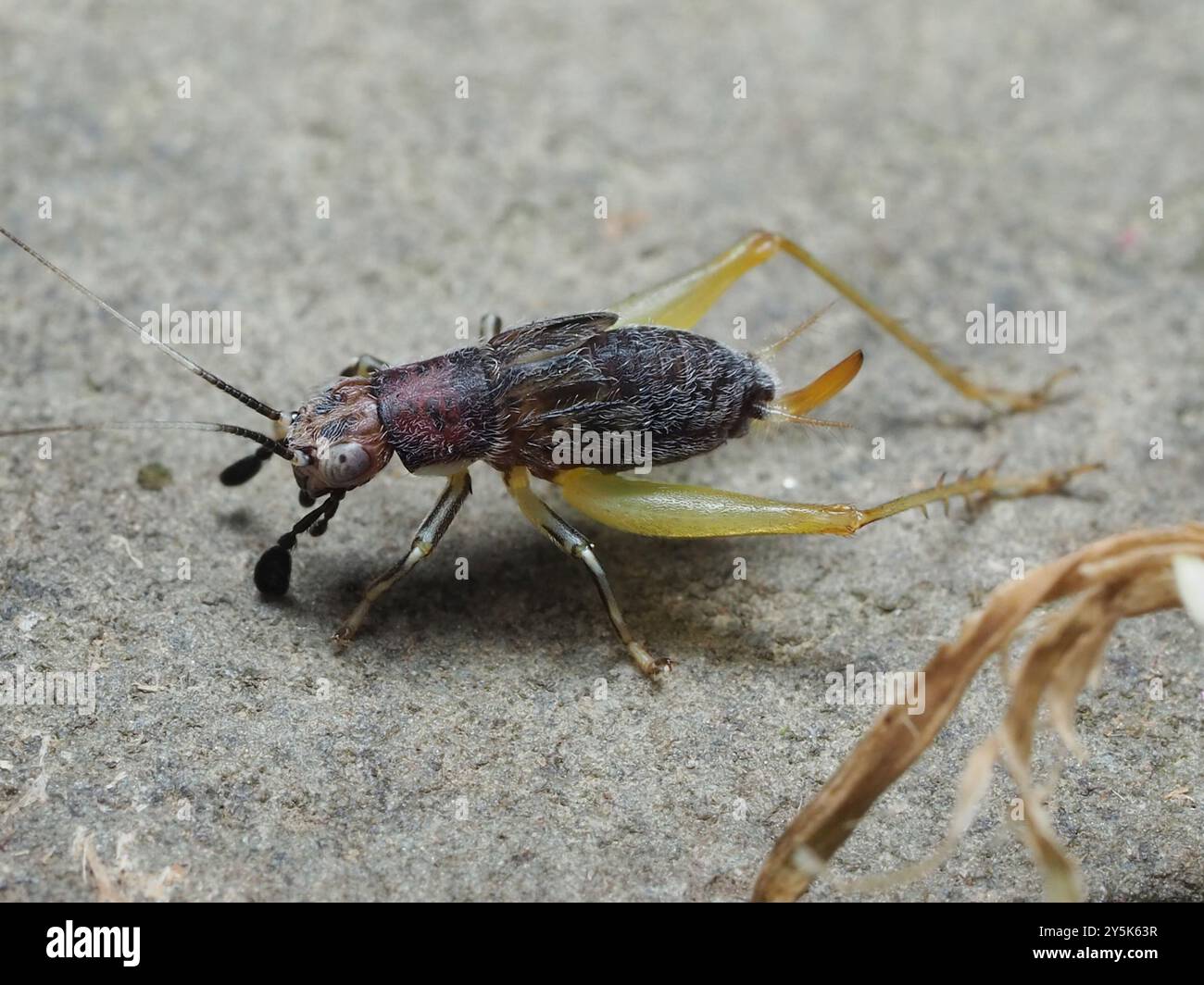 Red-headed Bush Cricket (Phyllopalpus pulchellus) Insecta Stock Photo ...