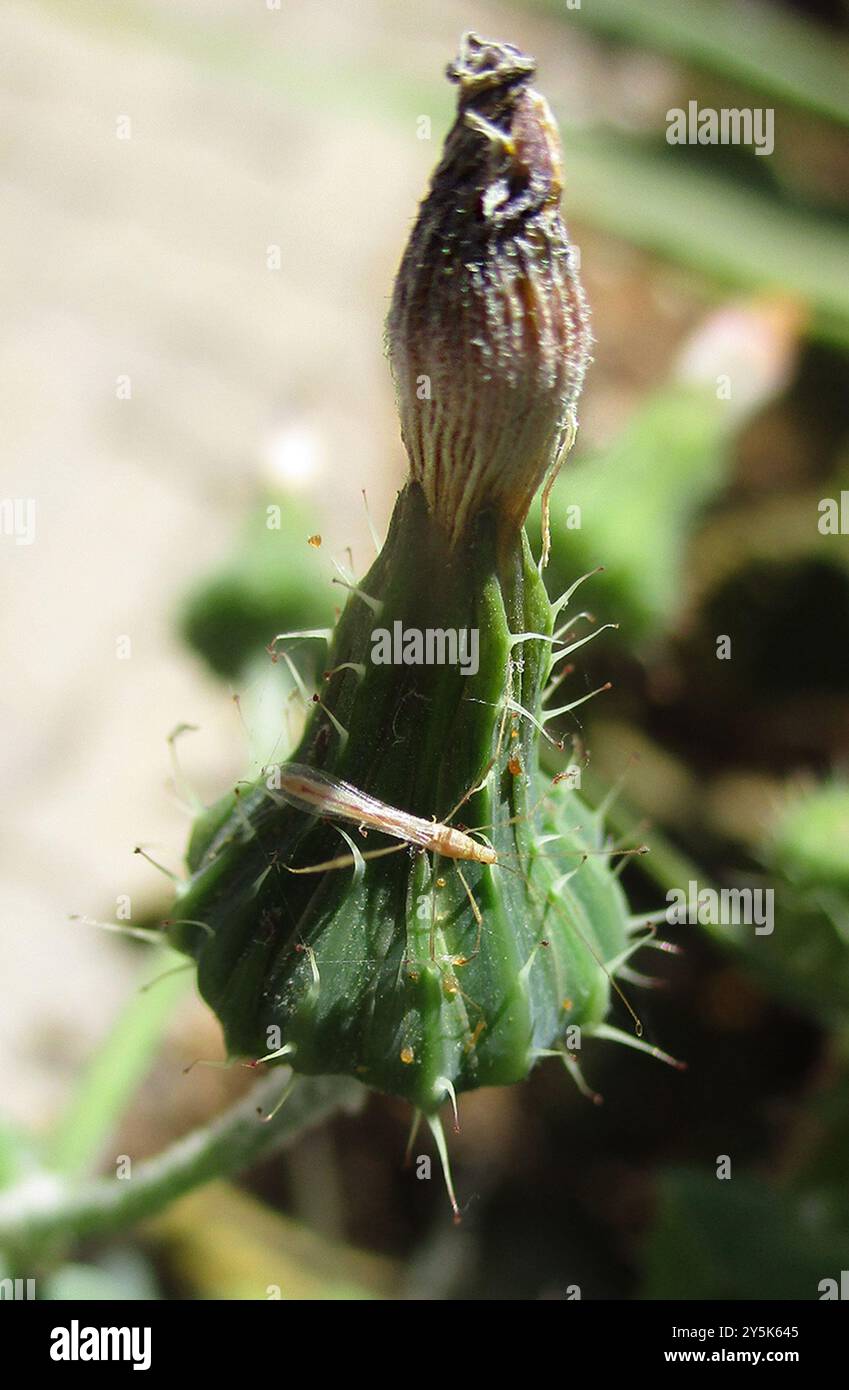 (Metacanthus mollis) Insecta Stock Photo - Alamy