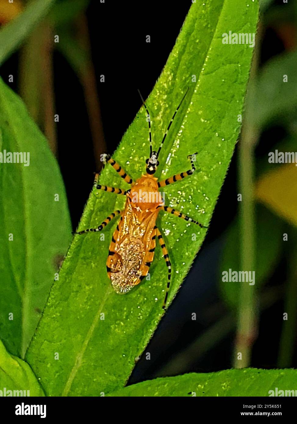 Orange Assassin Bug (Pselliopus barberi) Insecta Stock Photo - Alamy