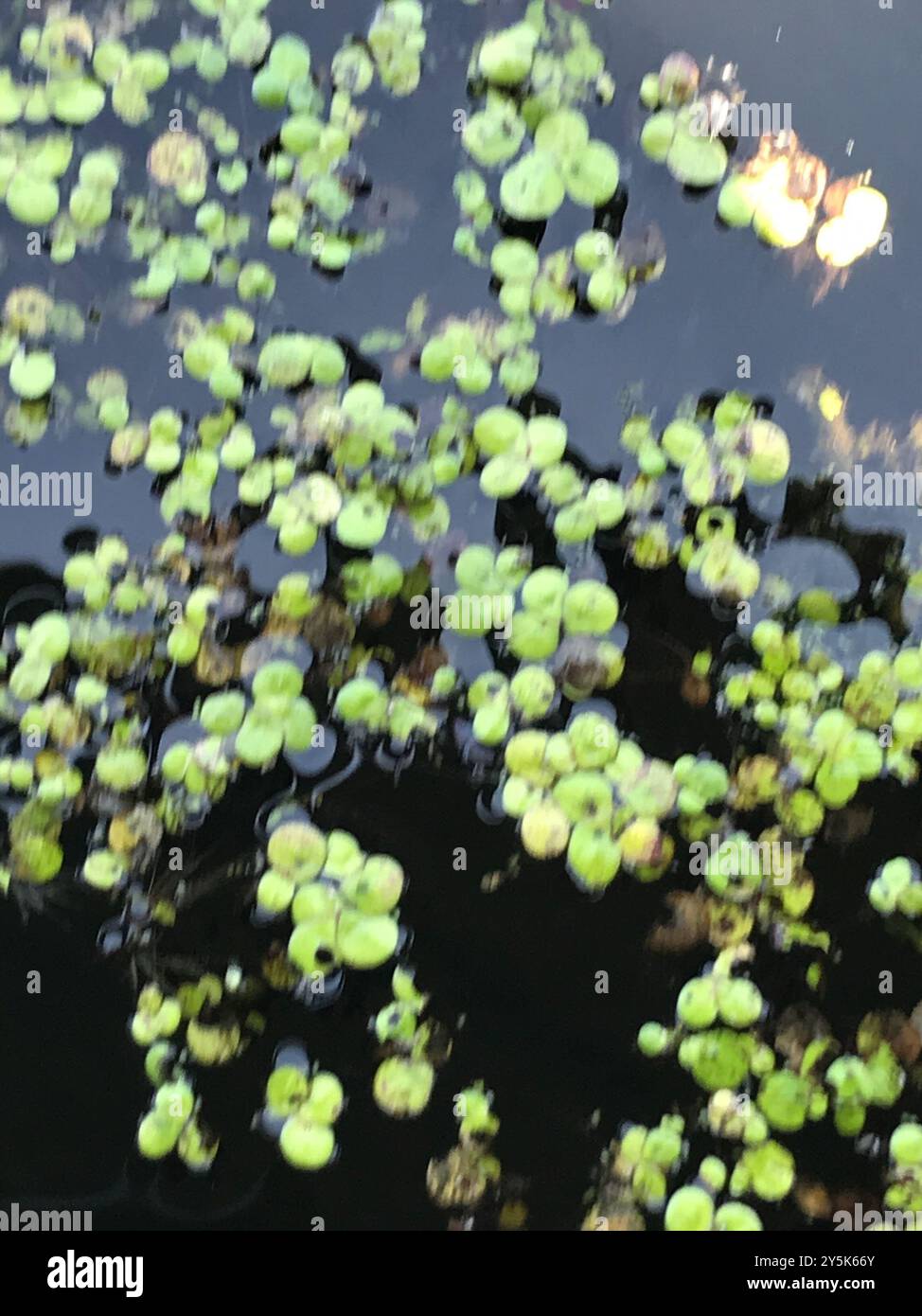 greater duckweed (Spirodela polyrhiza) Plantae Stock Photo - Alamy
