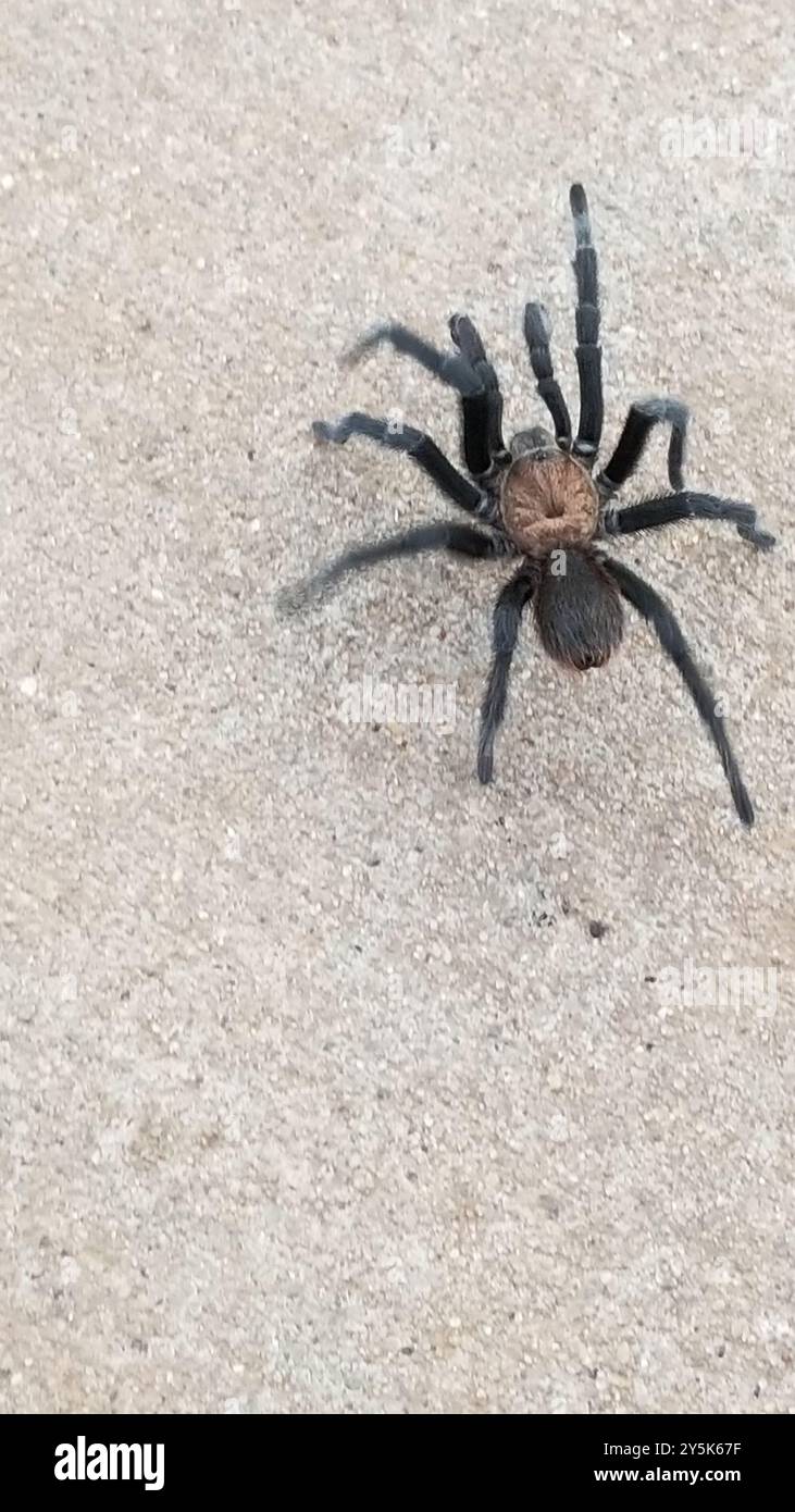 Texas Brown Tarantula (Aphonopelma hentzi) Arachnida Stock Photo - Alamy