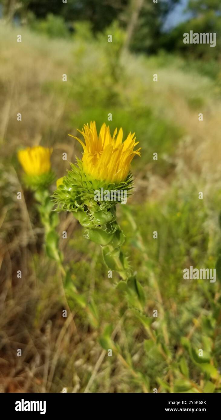 Spanish Gold (Grindelia ciliata) Plantae Stock Photo - Alamy