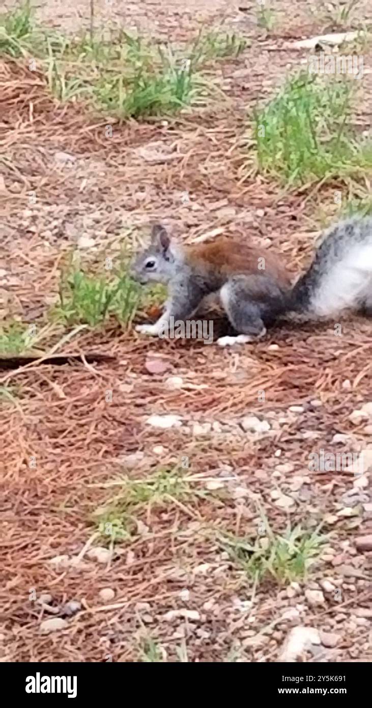 Sciurus aberti hi-res stock photography and images - Alamy