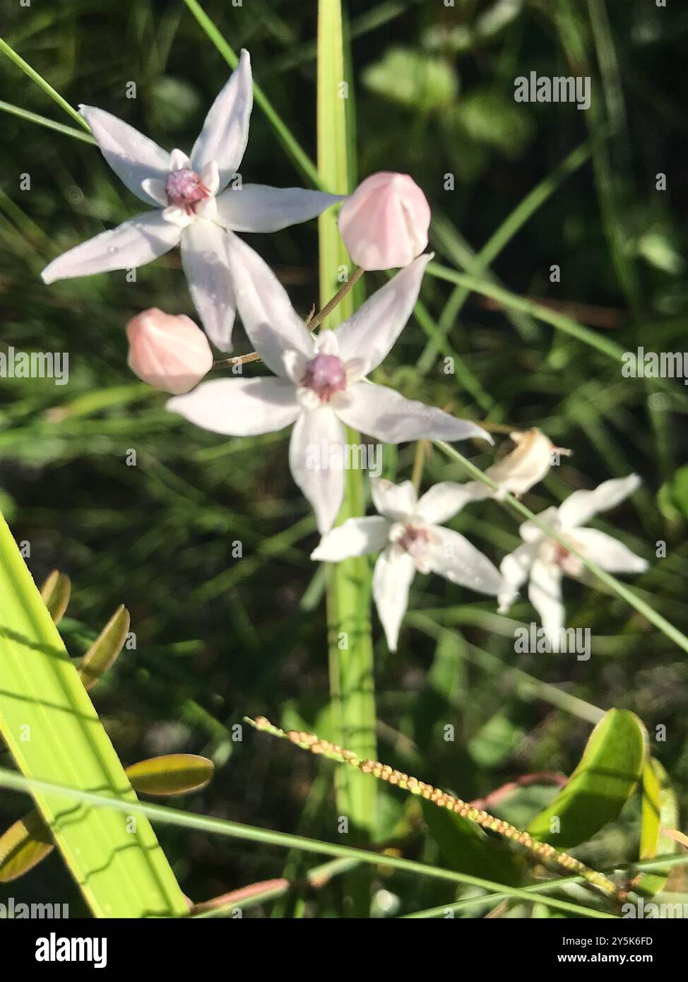 Florida milkweed (Asclepias feayi) Plantae Stock Photo - Alamy