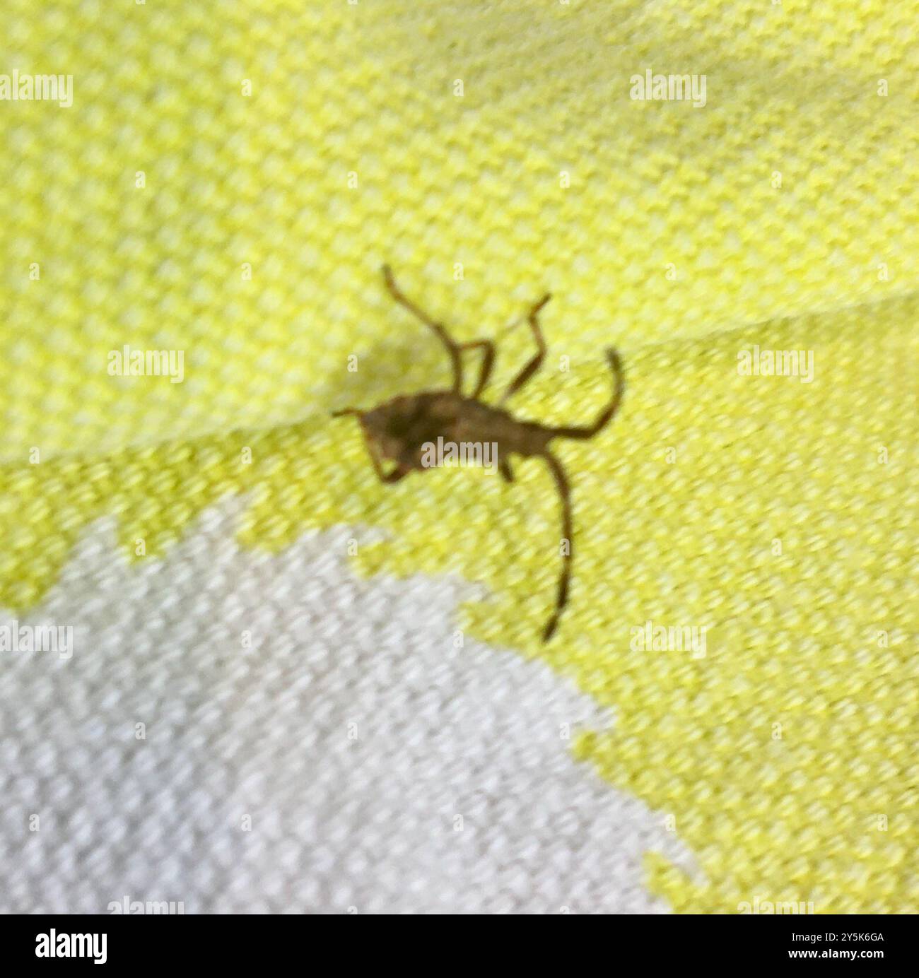 Dock Bug (Coreus marginatus) Insecta Stock Photo - Alamy