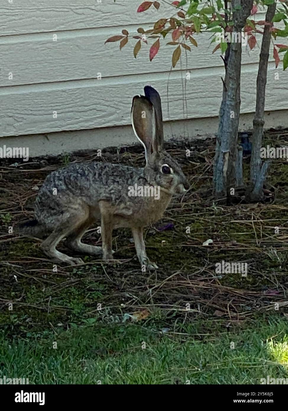 Black-tailed Jackrabbit (Lepus californicus) Mammalia Stock Photo - Alamy
