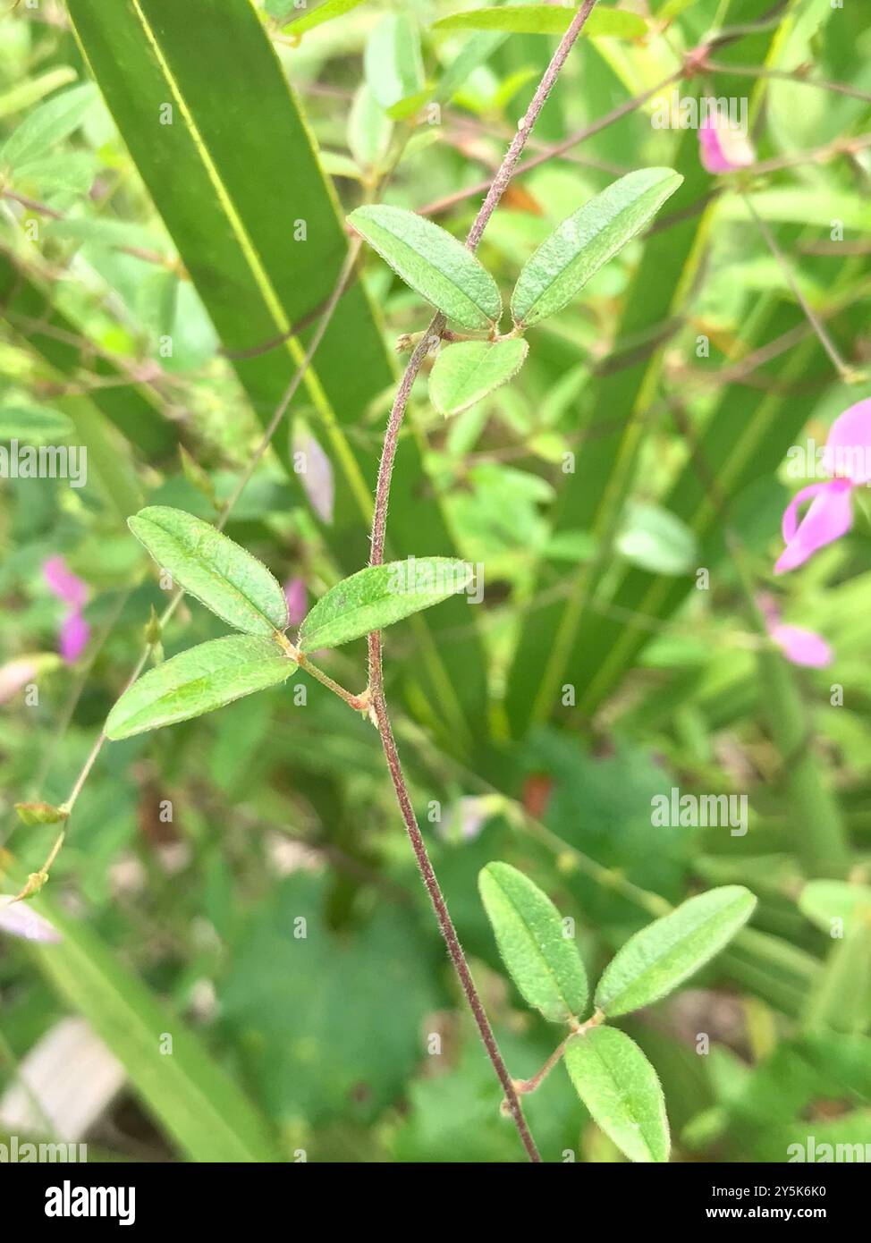 eastern milk-pea (Galactia regularis) Plantae Stock Photo - Alamy