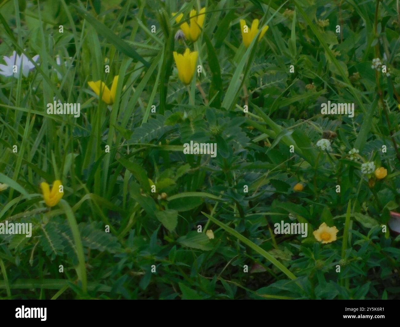 Jamaican feverplant (Tribulus cistoides) Plantae Stock Photo - Alamy