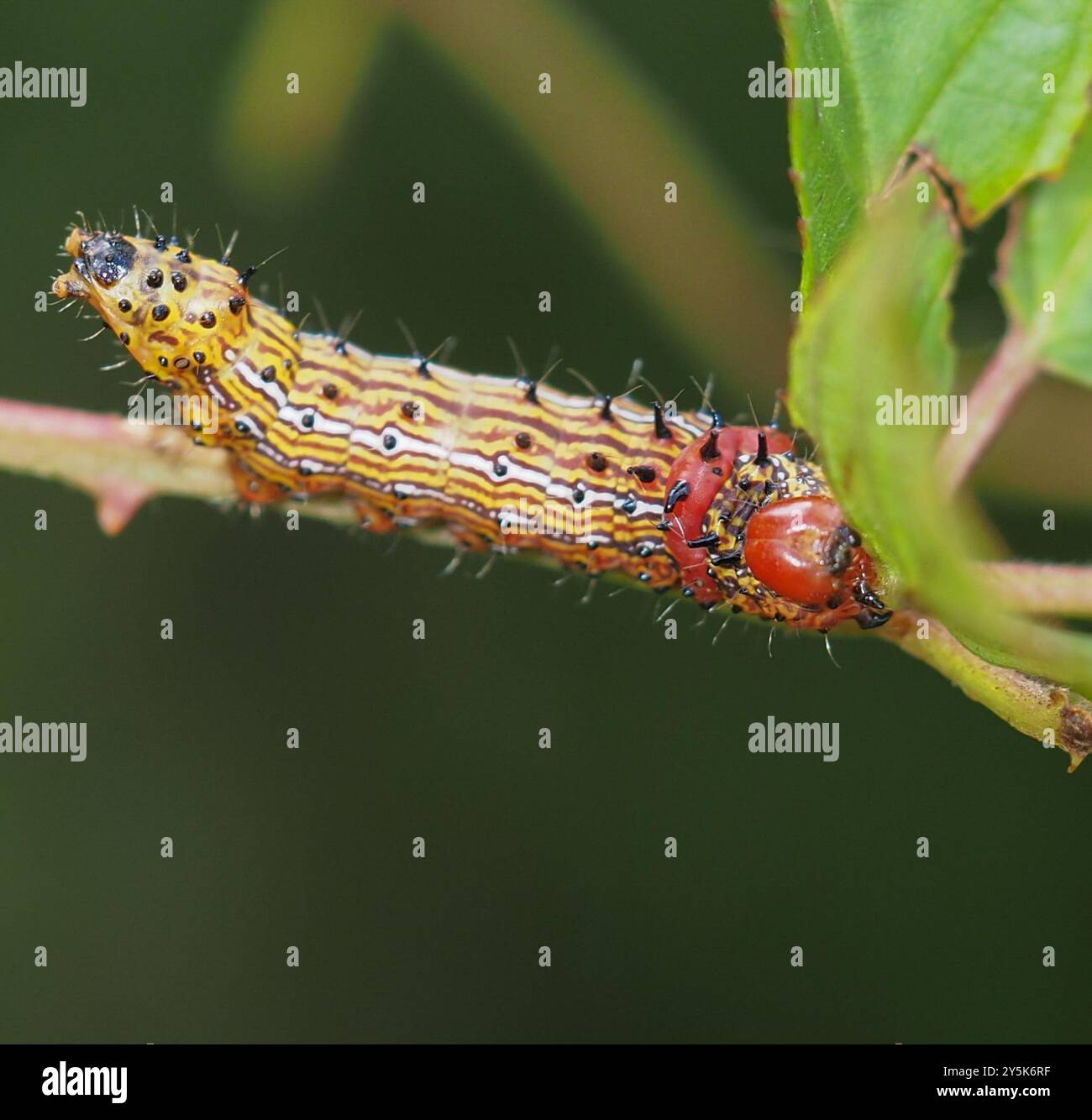 Red-humped Caterpillar Moth (Oedemasia concinna) Insecta Stock Photo ...