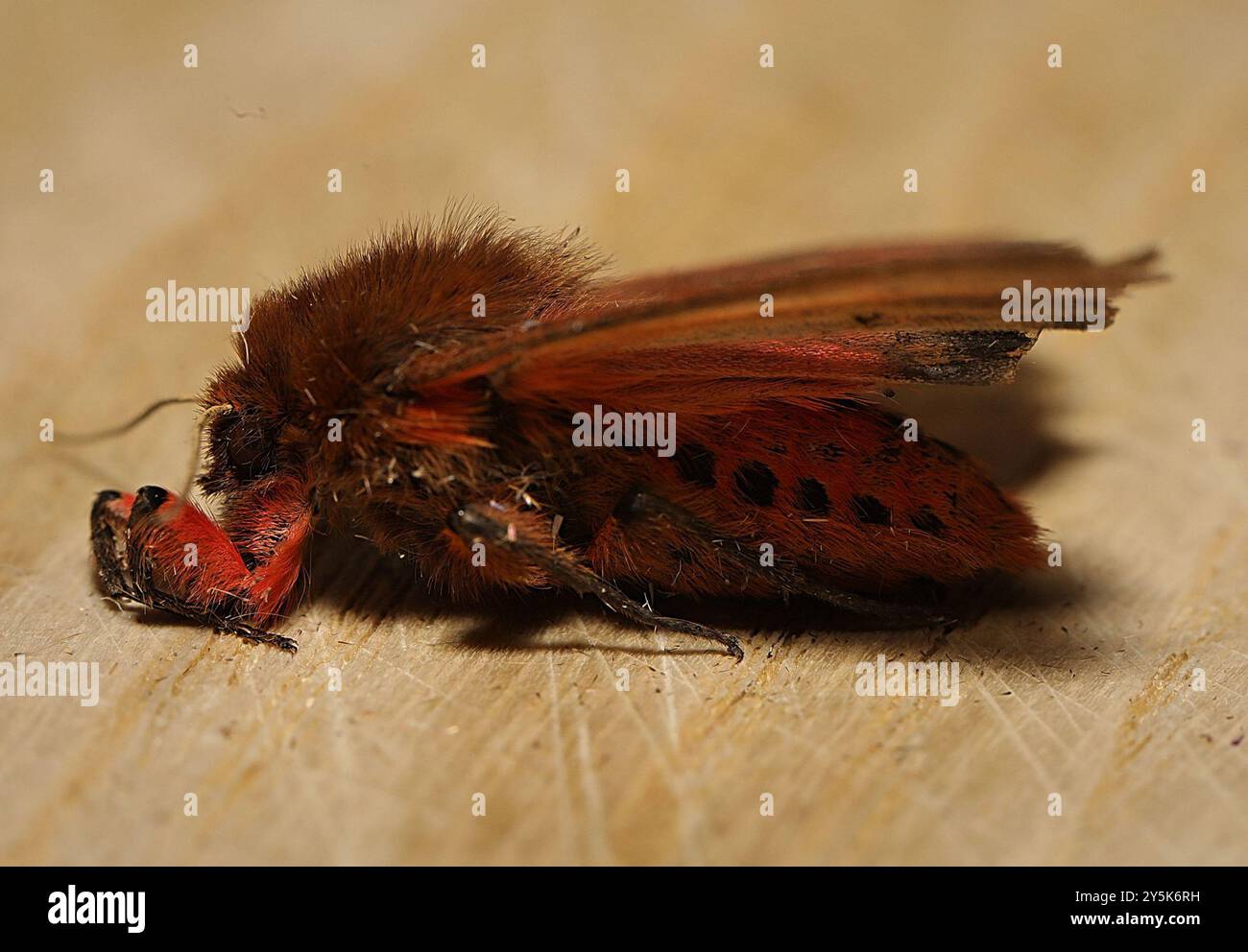 Ruby Tiger Moth (Phragmatobia fuliginosa) Insecta Stock Photo - Alamy