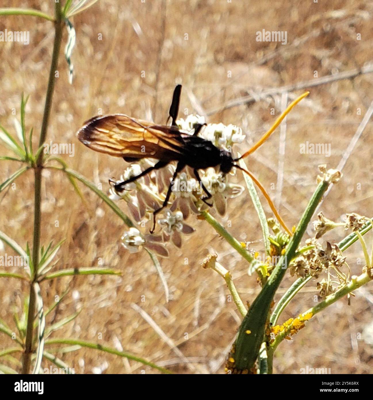 New World Tarantula-hawk Wasps (Pepsis) Insecta Stock Photo - Alamy