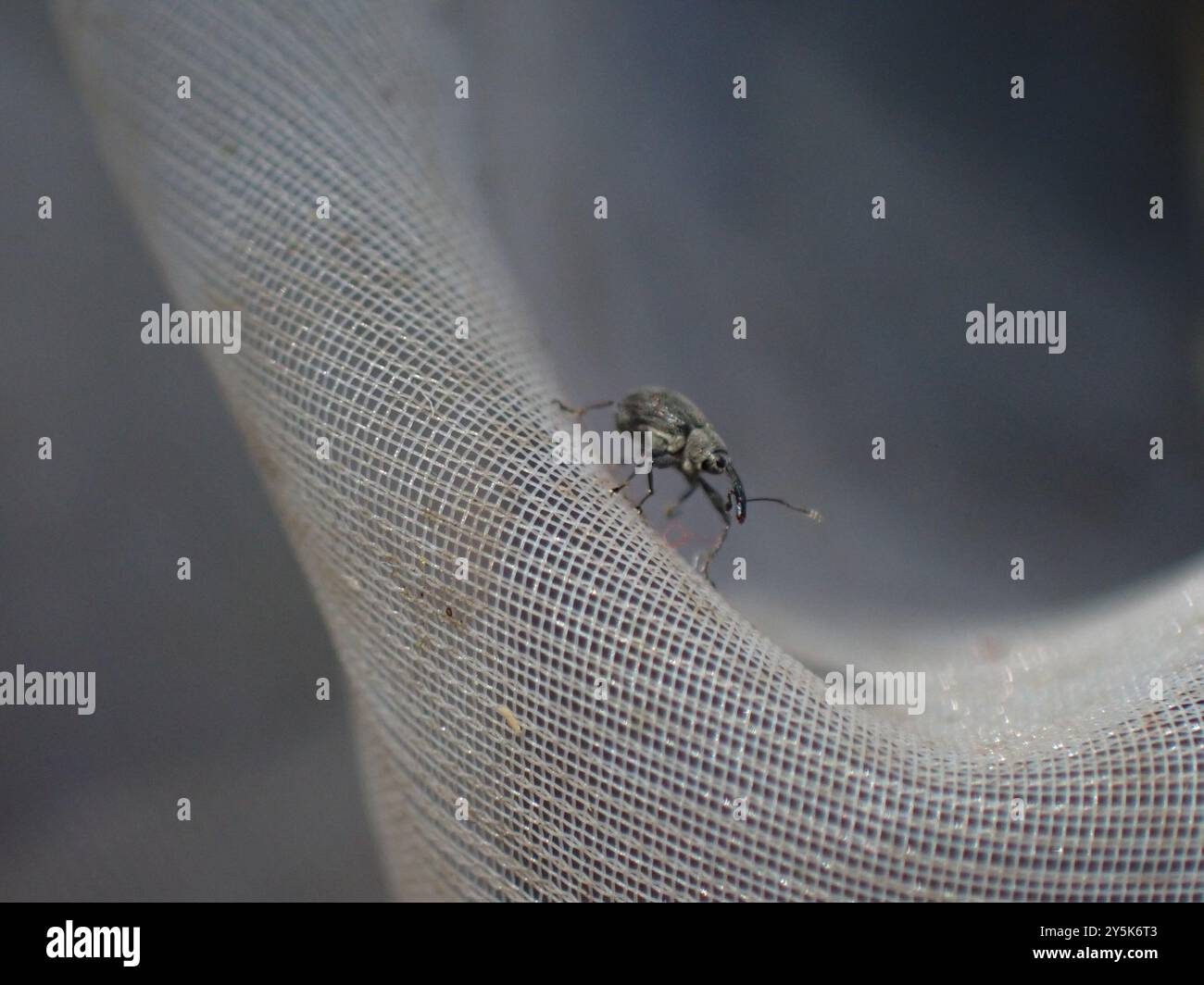 Strawberry blossom weevil (Anthonomus rubi) Insecta Stock Photo - Alamy