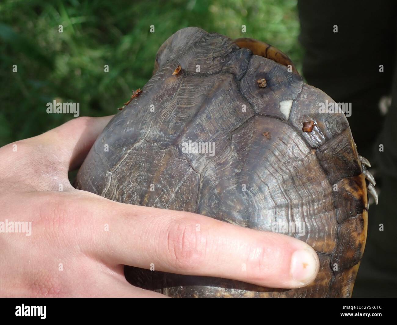 Gulf coast box turtle hi-res stock photography and images - Alamy